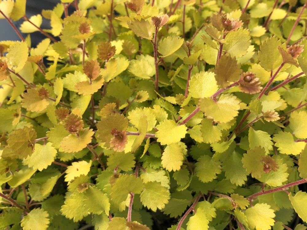 Bark Mulch Depot | Shop | Softscapes | Shrubs | Cesky Gold™ Dwarf Birch